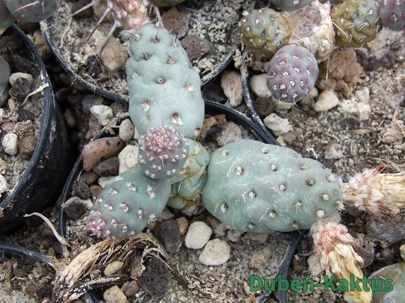 Puna mandragora, pot 5,5 cm | Duben-Kaktus.cz