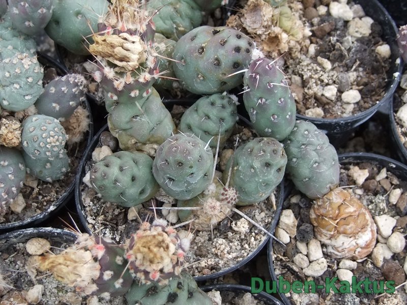 Puna mandragora, pot 5,5 cm | Duben-Kaktus.cz