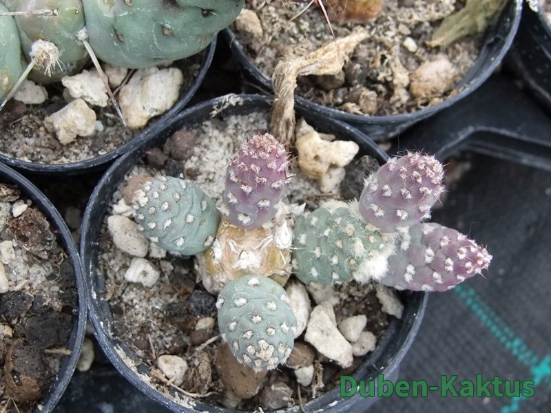 Puna mandragora, pot 5,5 cm | Duben-Kaktus.cz