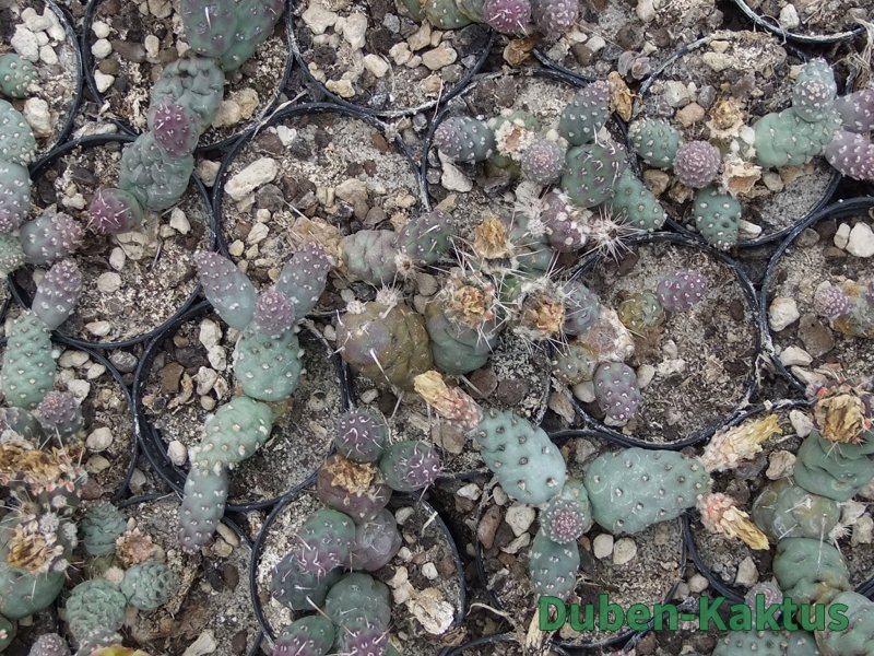 Puna mandragora, pot 5,5 cm | Duben-Kaktus.cz