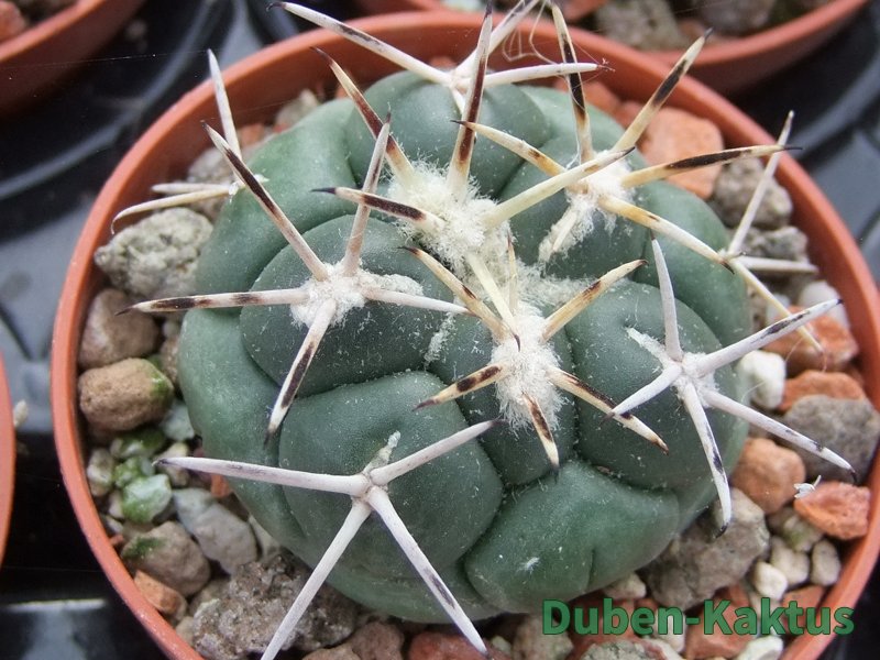 Coryphantha poselgeriana valida Escalon, Chih. pot 5,5 cm | Duben-Kaktus.cz